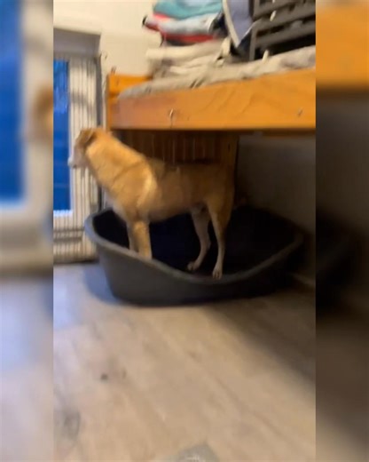 🤩 ISAK 🤩 *2016, ca. 50 cm Der sympathische Senior mit dem noblen Habitus ist gestern gut auf seiner wunderbaren Pflegestelle in Lauenburg angekommen ❣️ Hier seht Ihr die ersten Minuten im neuen Domizil. 🥰🤩😍 Tausend Dank an die großartige Pflegestelle ❣️❣️❣️ P. S. Bevor jemand nach einem Kissen fragt - hat er, sie liegen noch alle oben auf der Ablage. 🥰 Vermittlung durch Vierbeiner in Not e.V. Email an info@vierbeinerinnot.de Mobil: 49 1514 0163050 (bitte WhatsApp-Nachricht) Telefon: 04154/