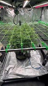 #install a #net for the #plant 🌱🪴 🥦#plants #shortvideo #shorts #short #video #viral #reels #video