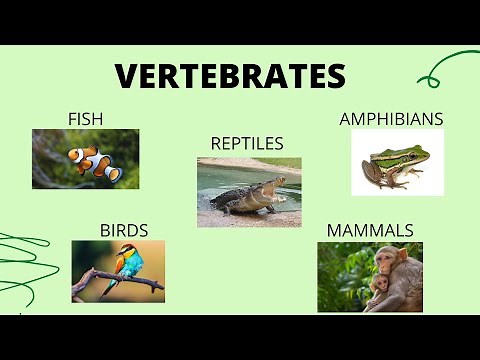Vertebrates | Science Lesson | What are vertebrate animals?