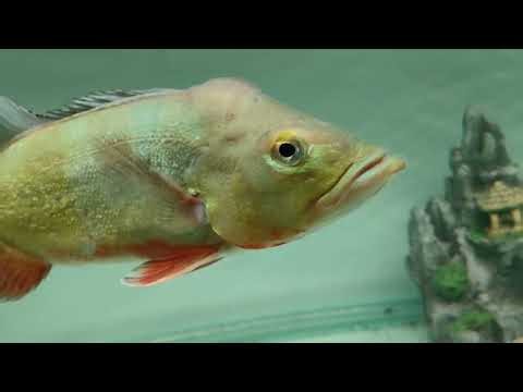 Meet My Monster Fish Collection! 😅😄#aquarius #fish #monsterfish #cichlid #parrotfish