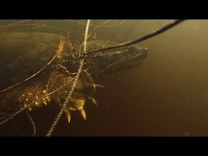 Trapping Snapping Turtles!