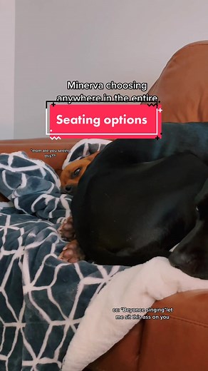 Minnie the Rescued Dog Cuddling Beyonce - Let Me Sit This Aaaa Trend