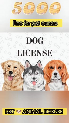 PET LICENCE MICROCHIP FULL INFORMATION DETAILS PLZ FOLLOW ME FOR MORE DETAILS | Puppy Sale In Chennai | Facebook