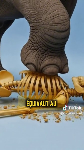 Une seule patte d’un des ces animaux suffirait pour t’écraser comme une feuille☠️👀#animal #fyp