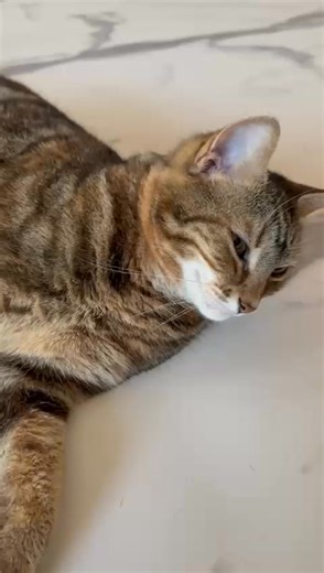 🍎 Apple the Cat is Living Her Best Life in Milton Keynes! 🐾 Meet the gorgeous Apple, one of our much-loved clients in Milton Keynes. As you can see, this sweet girl adores a good head stroke and a gentle chin rub – and her Cat Butler is always happy to oblige! 💕 At The Cat Butler, we believe every cat deserves care that's as unique as they are – whether that’s playtime, a cosy lap to curl up on, or simply a peaceful moment of pampering like this. We’re so lucky to spend time with wonderful ca