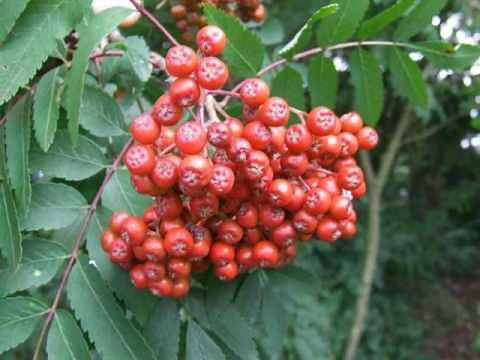 Sorbus aucuparia