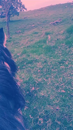 Videos de Steven Torres (@steventorres23029) con “Old Town Road - Lil Nas X/Billy Ray Cyrus ”