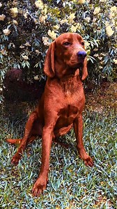 84K views · 3.5K reactions | Redbone Coonhound #hunting #animals #huntingdog #HunterLife #OutdoorAdventure #animals #redbone | Hunting Legacy | Facebook
