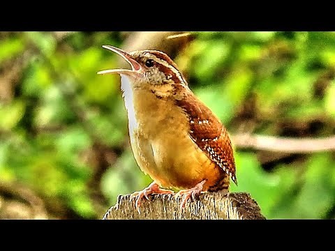 Carolina Wren Song