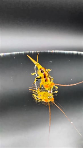 Cameron Derosier on Instagram: "“Golden Stone Nymph” Variant 1 It’s that time of year for @trivalleyflyfishers to fill another Presidential Shadowbox with various patterns. This year I have the honor of filling 2 of those spaces, and I’m elated to be able to be a part of this tradition. Stay tuned for the next pattern. Keep Your Bobbins Loaded! 🤙🏼 #trivalleyflyfishers #flytying #trivalley #renzetti #renzettimaster #trending #flytyingaddict #flytyingjunkie #fyp #fy #golden #stone #stonefly #drs