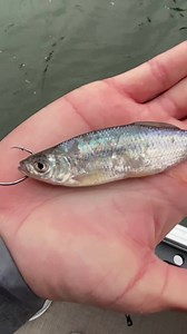 BASS FISHING RIG 🐟 Full Video: https://www.youtube.com/watch?v=6IYCr8CMj00 ✉️ SUBSCRIBE TO OUR MALING LIST for first notice (before social media blast) on gear restocks, fish events and more: https://www.galeforcefishing.com/subscribe 🙌🏼 SUPPORT OUR CHANNEL: We appreciate each and every one of you following us on our journey! By shopping through these links you are helping support the Gale Force channel which helps us continue our mission to inspire families, women and children to get outdoor