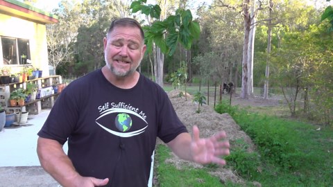 Growing avocado | mulberry | cabbage | tomato | duck | vlog