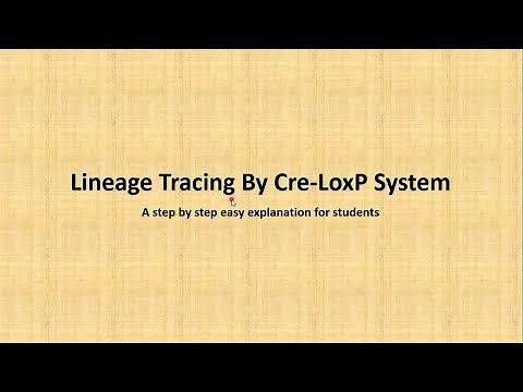 Lineage tracing by Cre-LoxP system
