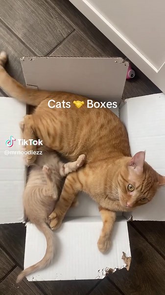 Noodle and Bean: A Cuddle Cat Duo