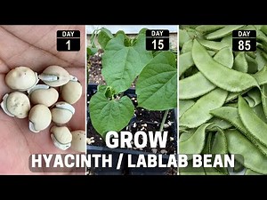 Growing Hyacinth / lablab bean from seed.