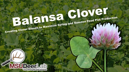 Balansa clover is another popular annual cool season food plot forage. Similar to crimson clover, it’s highly nutritious with crude protein % in the mid-20’s, can produce greater than 2,000 lb/ac of forage in just a couple months, and is an excellent re-seeder. Crimson and balansa mature within a couple weeks of one another, so balansa is best complimented in a blend with berseem, arrowleaf, or red clover to extend forage production further into spring and even summer. Deer habitat management is