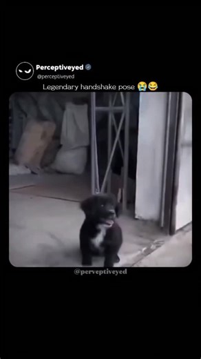 voida on Instagram: "Wait for end 😭 A 2024 Instagram Reel recirculates a 2020 viral clip in which a child leans into a front-facing camera for a selfie as a small dog enters the frame and gently clasps the child’s hand, approximating a familiar “legendary handshake” pose through unprompted physical mirroring. Posted by a wholesomeness-focused curator, the clip accrued roughly 163,000 views and 5,300 likes within days—spiking within the first hour—and elicited predominantly warm, nostalgic react