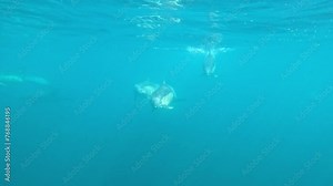 Three dolphins quickly approach the camera, clicking and whistling loudly.
