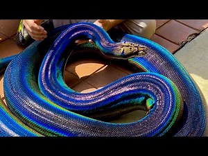 The Amazing Rainbow Snake!