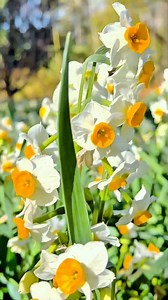 🔥 Top 6 Flowering Bulbs 🌸 | Best Bulbs for Full Bloom 🌱 Bring colors & fragrance to your garden 🌼 with The Nursery Store’s Best Flowering Bulbs – ✨ Asiatic Lilly ✨ Rajanigandha ✨ Amaryllis Lilly ✨ Nargis ✨ Rain Lilly ✨ Gladiolus Easy to grow ✔ Long-lasting blooms ✔ Garden beauty upgrade ✔ 👉 Full details & purchase link in Pinned Comment (PP) 🔗 Comment (PP/Link): 🌸 Buy Best Flowering Bulbs here: [Your Link]https://wa.me/917008335710 #FloweringBulbs #BestBulbs #Top6Bulbs #TheNurseryStore #A