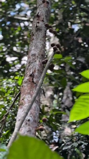 Kepel Fruit Harvesting