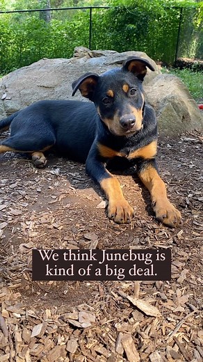 3.4K views · 193 reactions | Meet JUNEBUG! Junebug is one of 4...