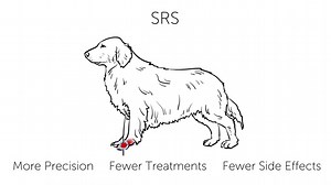 Get the Facts: 7 Pet Cancer Myths Debunked | PetCure Oncology