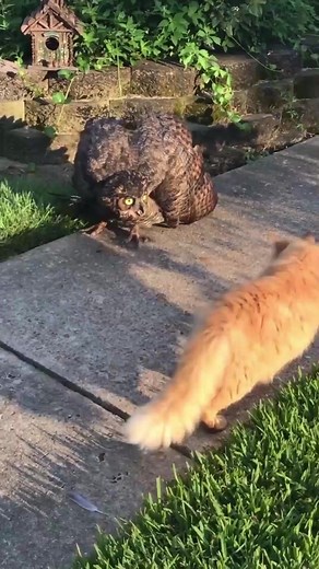 46K views · 481 reactions | owl , owls , owl vs , owl cat , owl...