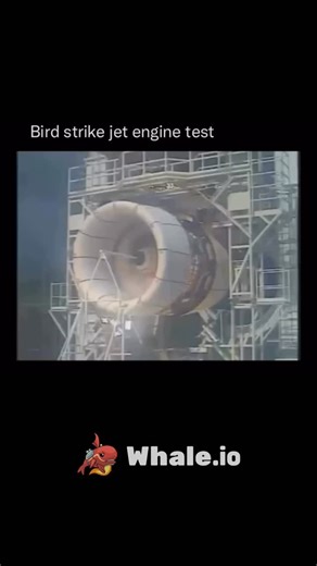 Explain everything 🧠 | Jet engines undergo rigorous bird ingestion testing—also known as bird strike certification—to ensure they can withstand collisions with... | Instagram