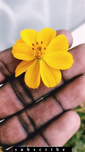 Kis kis ko pta hai ye kon sa phool hai??🫡💯👍#shorts #youtubeshorts #gardeningtips