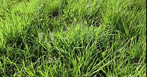 An agricultural field where green grass is grown for harvesting hay, a field with grass for harvesting fodder for cows