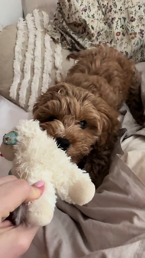 Charliethecockapoo on TikTok