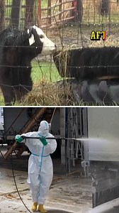 Nya utbrott av mul- och klövsjukan i Europa – orsakar panik - Aftonbladet TV