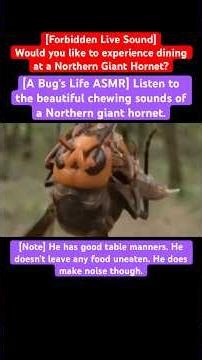 [A Bug's Life ASMR] Listen to the beautiful chewing sounds of a Northern giant hornet.#insects #bee