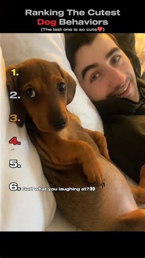 Ranking The Cutest Dog Behaviors Ever💖🐾 (You Won't Believe No.1)#shorts
