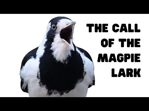 Pee Wee Call - #MagpieLark #mudlarks - Peewit-Australian Bird-Queensland #birdcall