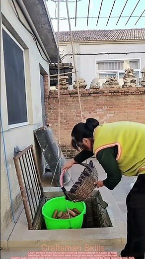 Storing Sweet Potatoes in a Cellar: Step-by-Step Traditional Process