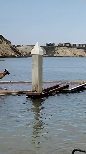 Monkey SPLASH! | Omar and Monkey