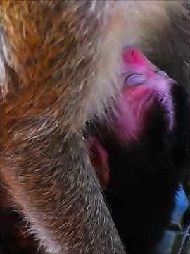 Newborn baby macaque getting milk