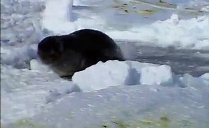 Sorry, we have encountered a problem. - Alexander Street, a ProQuest Company