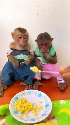 sweet delicious #monkeysr #babyanimal #nature