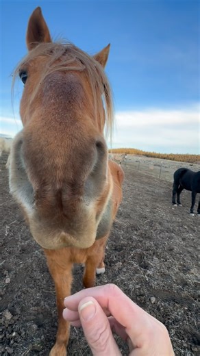 Skydog Sanctuary on Instagram: "Out before dawn this morning and my hands were cold but my heart was very warm at the sight of some of these glorious boys. I got video of all of them for you guys cause I know how popular this band is, but here I focused on Hubbel so we could catch up with him and see how well he’s doing. It’s a beautiful morning and the sun is shining and it doesn’t feel much like winter right now. Tesoro is just the sweetest cuddle bug and always right there for strokes and to 
