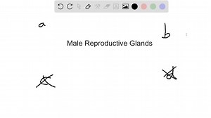 A thin, milky liquid imparting alkaline characteristics to the seminal fluid is produced by the a. Seminal vesicle b. Interstitial cells c. Sertoll cells d. Bulbourethral gland e. Prostate gland | Numerade