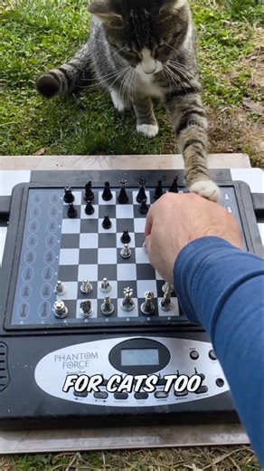 my cats vs fun cool chess computers 😎 #shorts