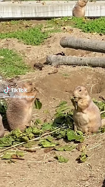 The prairie dogs may look like they’re gossiping, but really they’re just trying to fatten before winter. #PrairieDog #FranklinParkZoo #EatingSeason