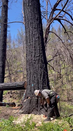 Back in Oregon, let me know if you need some timber cut! #topheavytimber | Brennen Miller