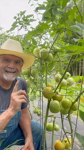 Quick way to knock off the protective seed coating of tomato seeds for saving instead of the fermentation method! Make sure they are heirloom tomatoes and they haven’t crossed pollinated! #garden #gardening #gardentips #homestead #farm #vegetables | PawPaw Ridge Homestead