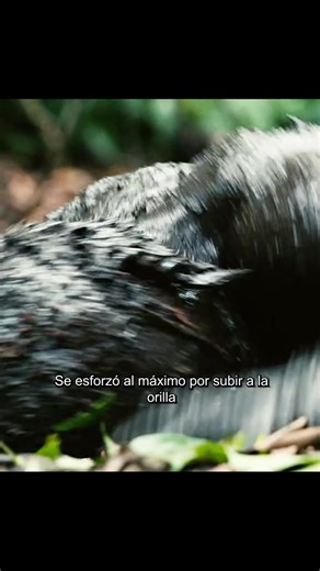 El apocalípto #Resumen #videos #Netflix #movies #Apocalipsis | Mercury 2.0