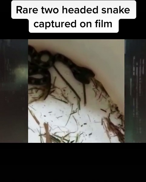 Rare Two Headed Snake Captured on Camera
