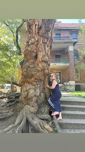 The witches tree in Louisville The Witches' Tree-what a beauty, power, and grace! If you want to feel awe, humble- visit the tree and feel its magic!!!! | Irina Koyfman